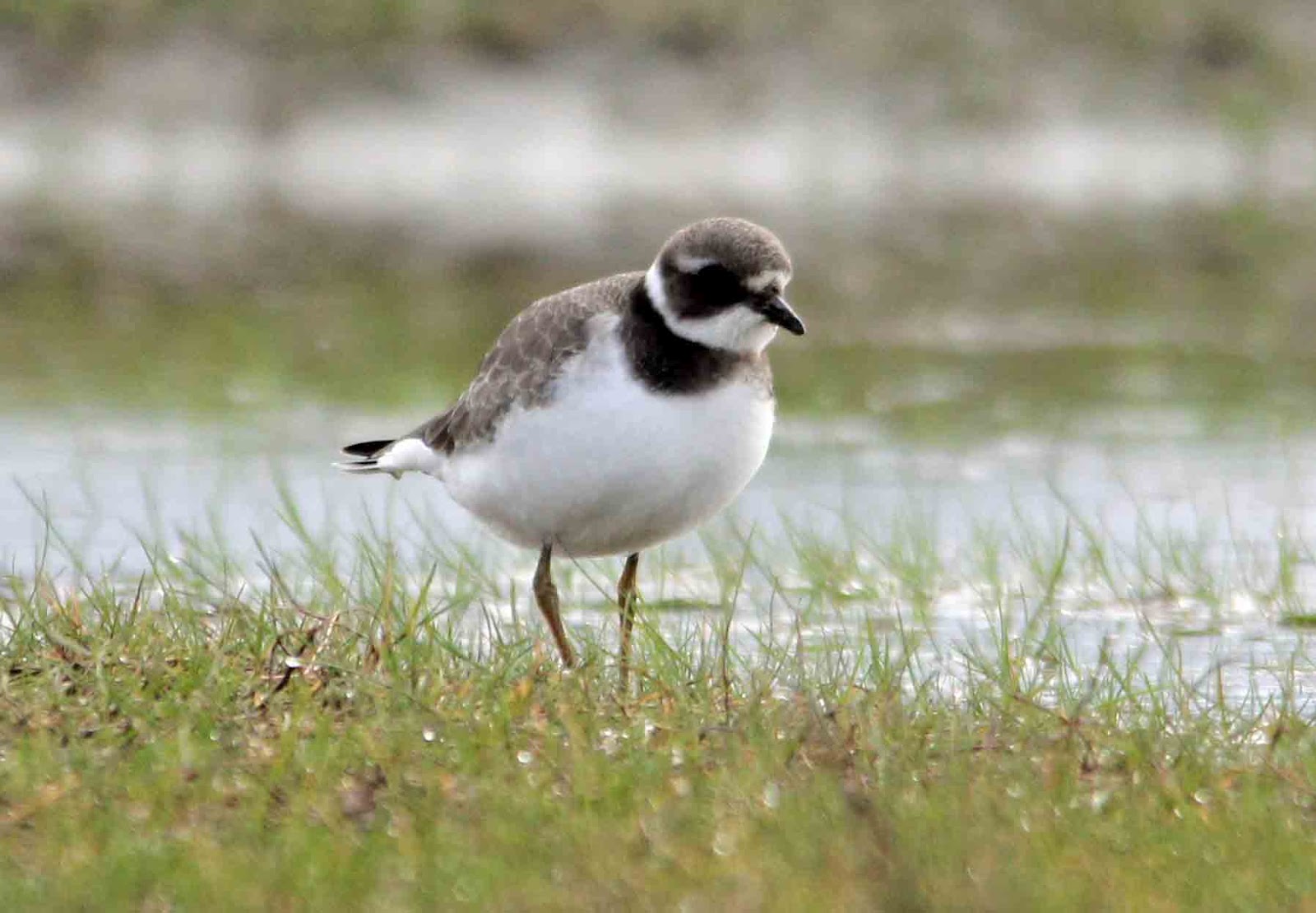 OSLO BIRDER: Årnestangen and itchy feet