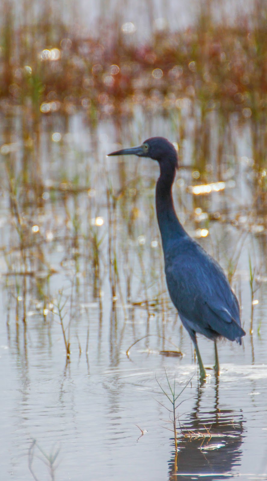 Cannundrums: Little Blue Heron