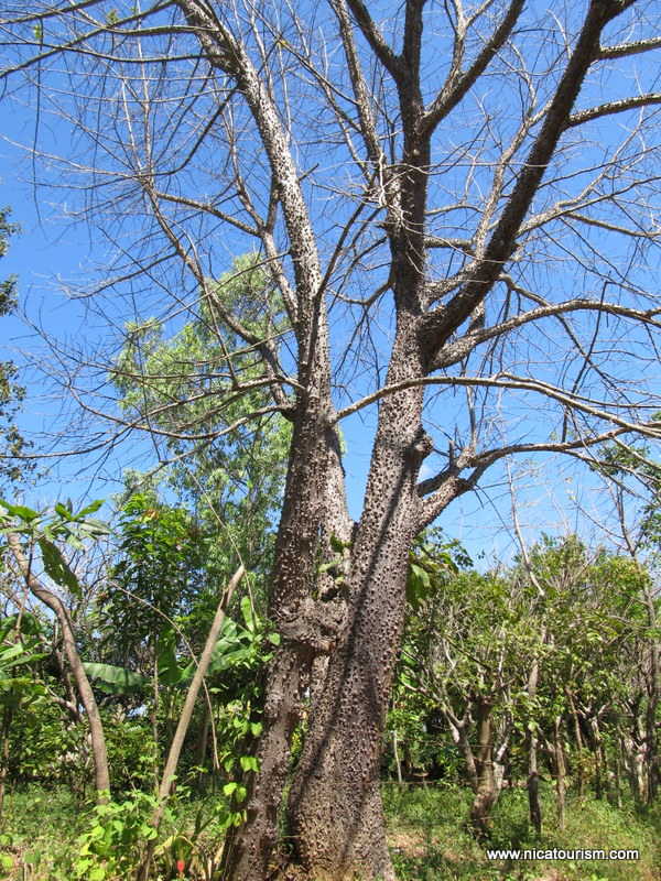 Nicaragua - People and places: Pochote tree Arbol de Pochote