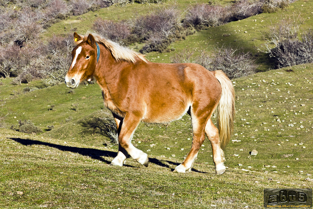 Afición a la fotografía. : Caballos y vacas.