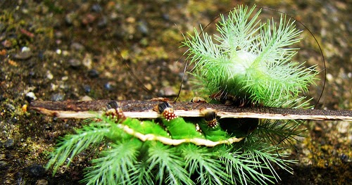 ECOSISTEMAS DE COSTA RICA: GUSANOS