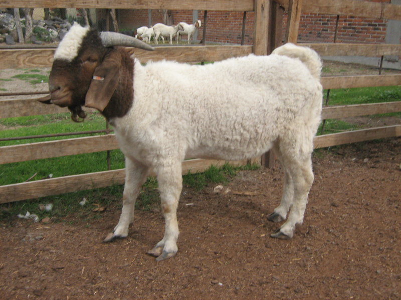 Criadero de Chivos Boer: septiembre 2011