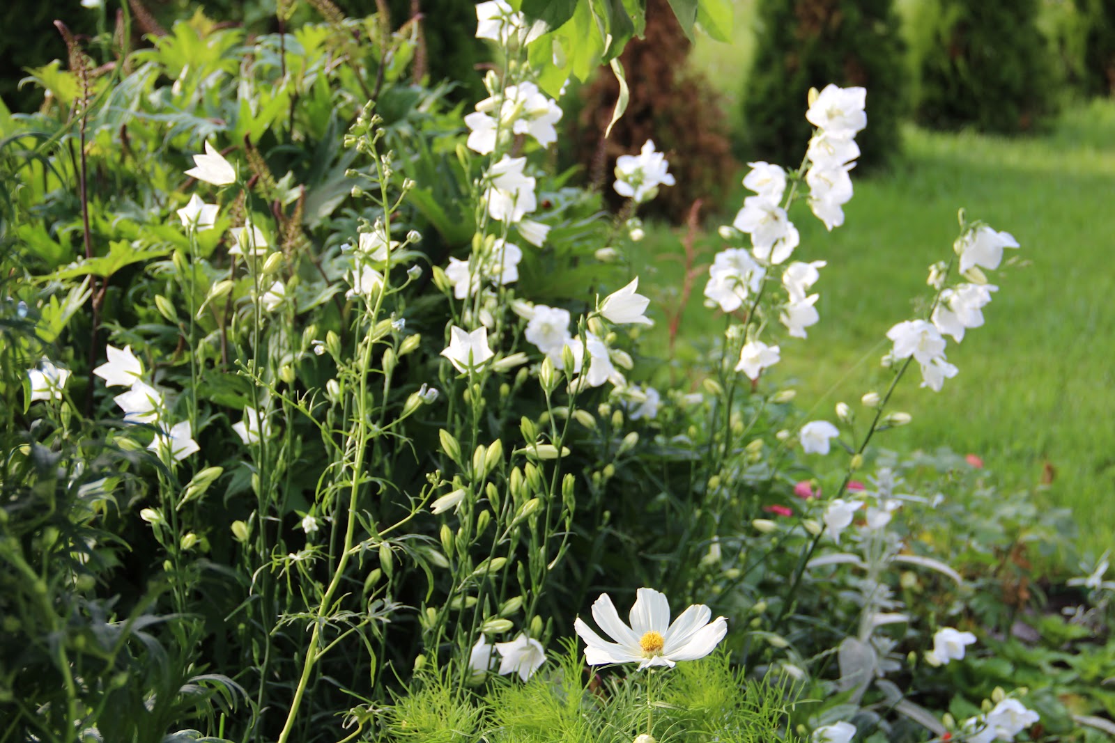 katilėlis /campanula/
