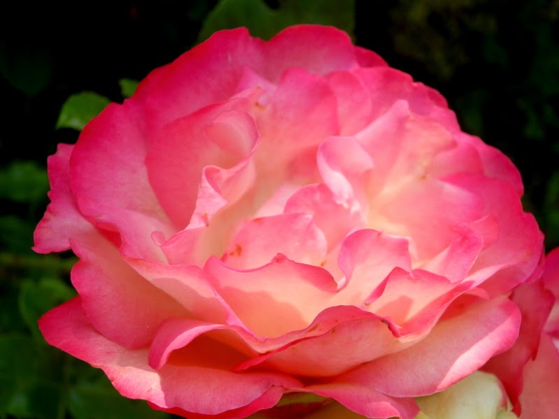 Het Bloeiende Buitenleven: ROSA ´ACROPOLIS´