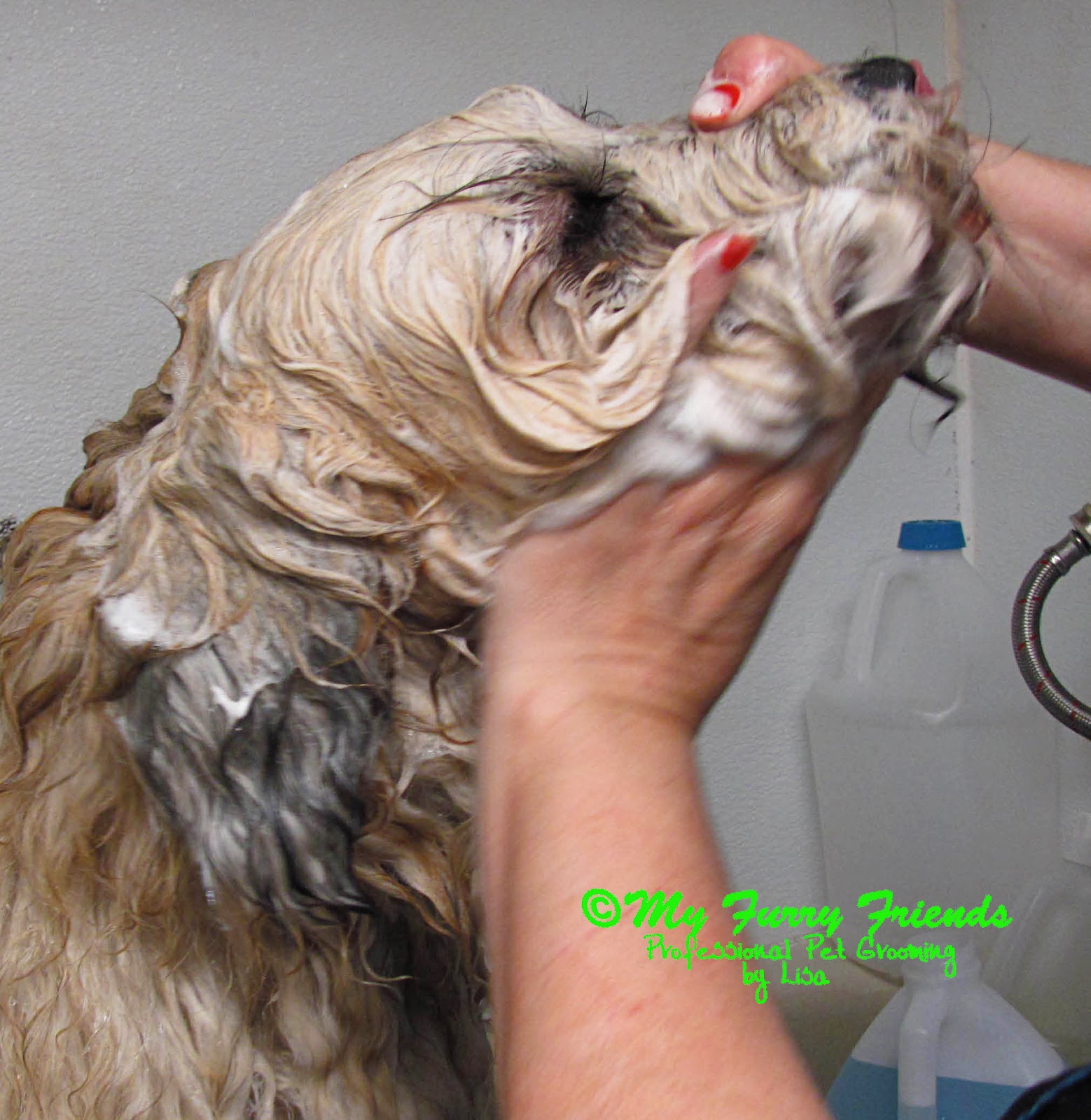 Pet Grooming: The Good, The Bad, & The Furry: Face Washing