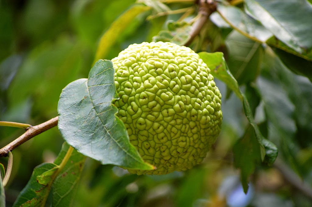 Shutterbugs Capturing the World Around Us: "seen" Osage Orange