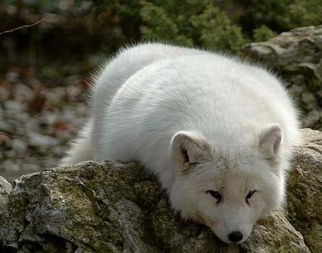 Kutup Tilkisi (Arctic Fox) Hakkında Bilgiler | Canlılar Alemi