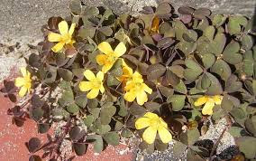 De Grasdokter: Rode Klaver(zuring), springkruid