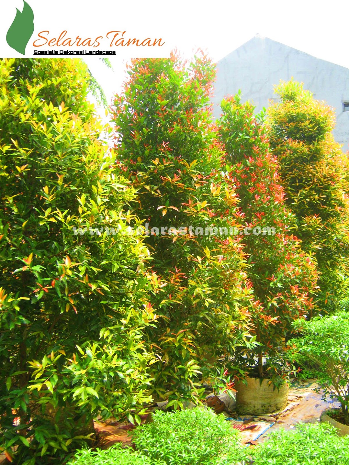 23 jenis tanaman hias yang sering digunakan untuk taman | Selaras Taman ...