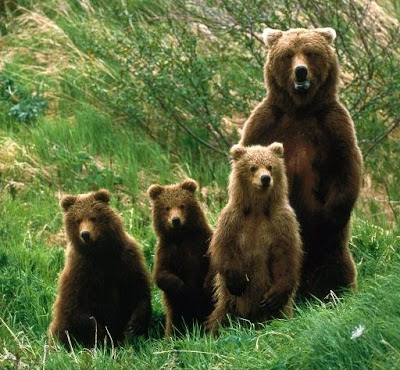 familia de osos