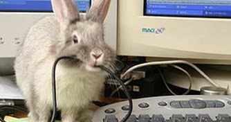 Rabbit Proofing for your Indoor Rabbit