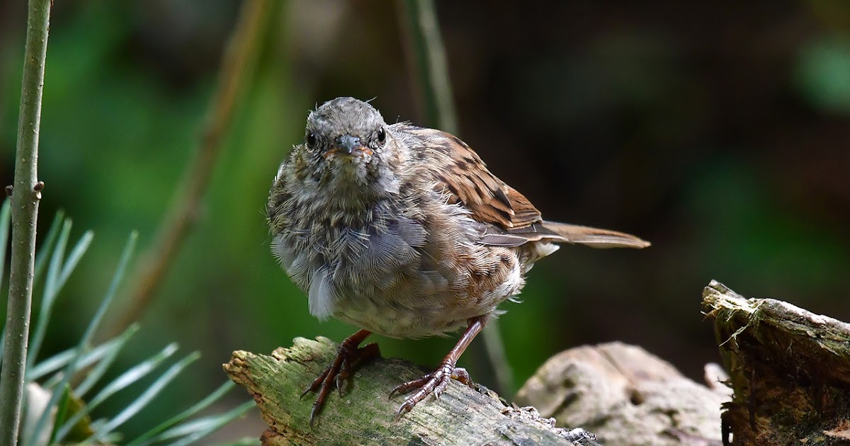 Jozef van der Heijden - Natuurfotografie: Heggenmus en Roodborst juveniele