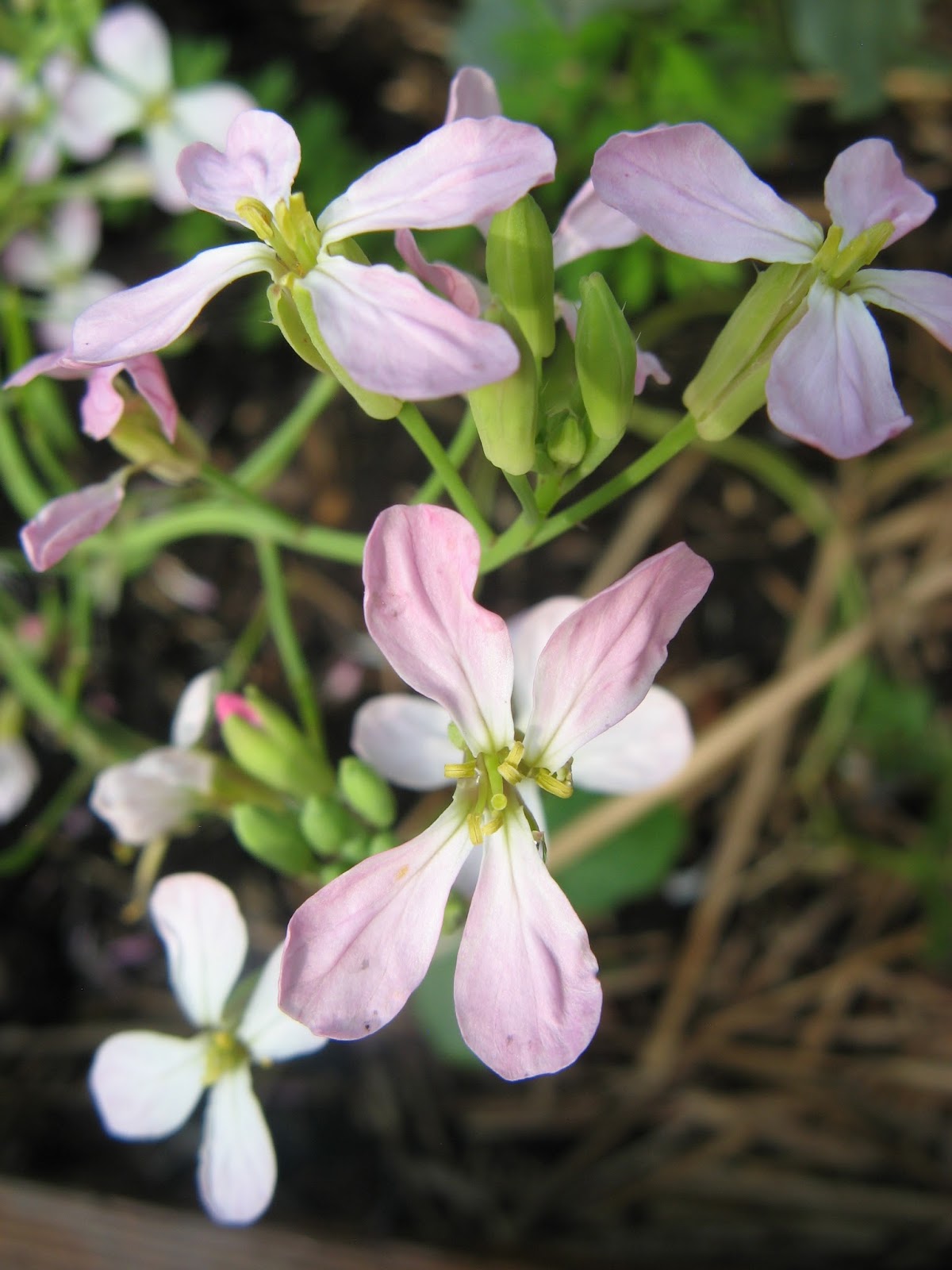 Dinky Do: Did You Know? ... Radish Flowers
