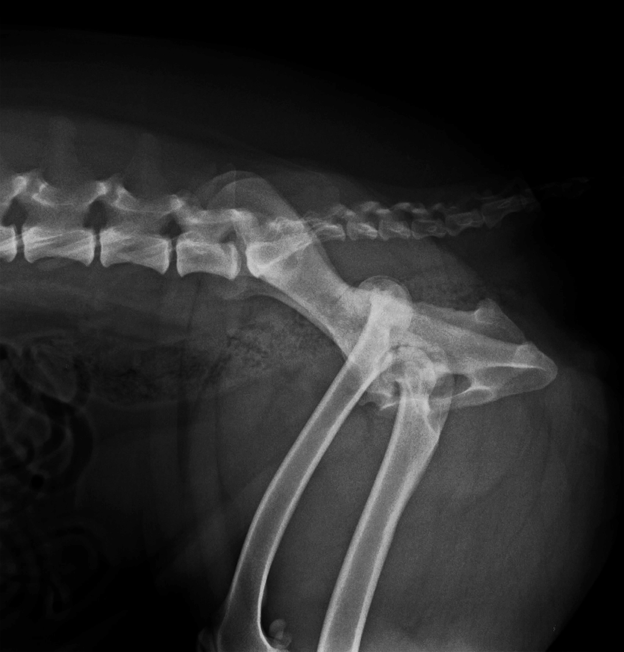 ARTROVET: Luxación de cadera