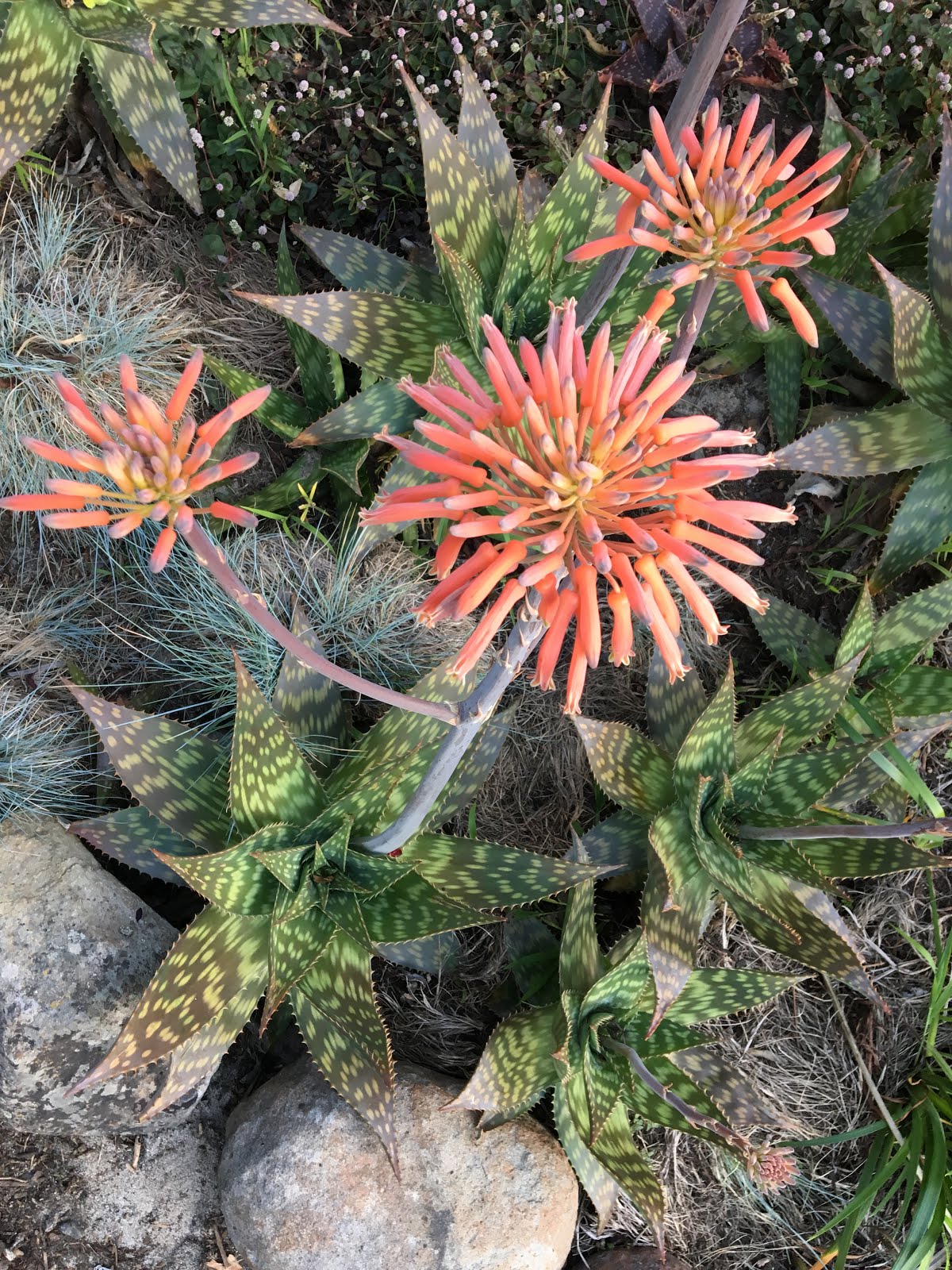 Pennsylvania Street Gardens: Plant Profile: Aloe maculata (Soap Aloe)