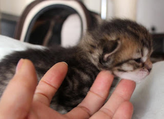 Siperiankissa - Siberian Cat