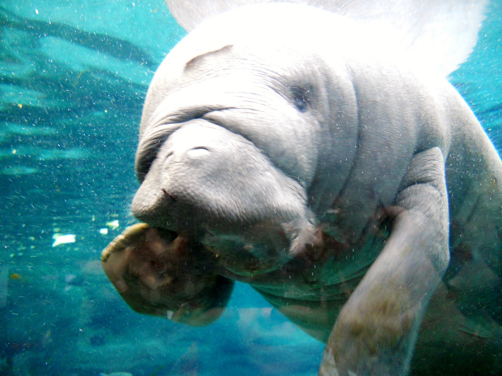 Zoo Tails: Pictures of Pixie the Manatee at the Columbus Zoo