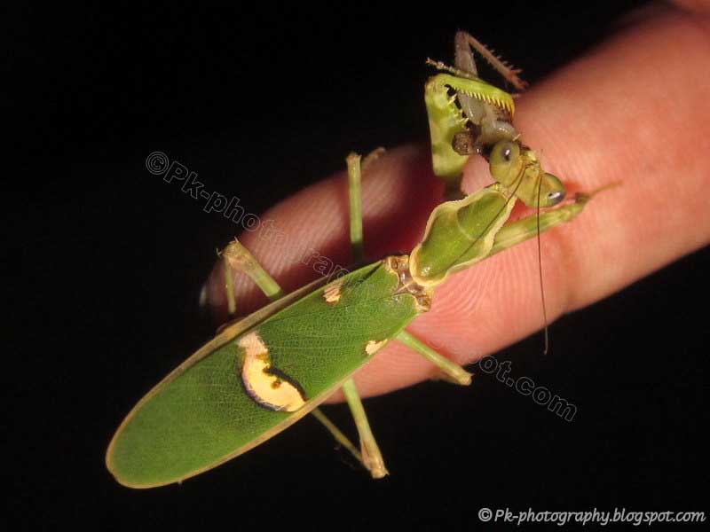 Jeweled Flower Mantis-Creobroter gemmatus | Nature, Cultural, and ...