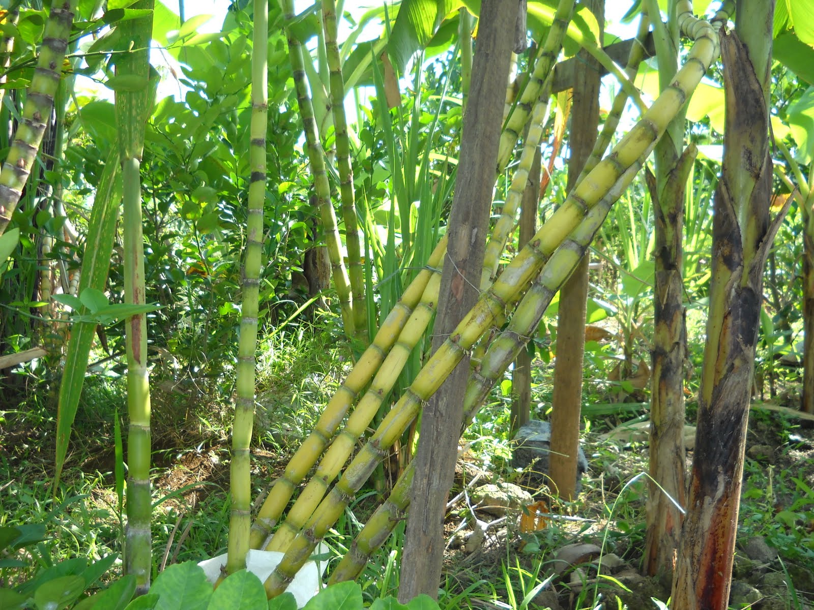 KENALI POKOK SAYANGI POKOK: TEBU