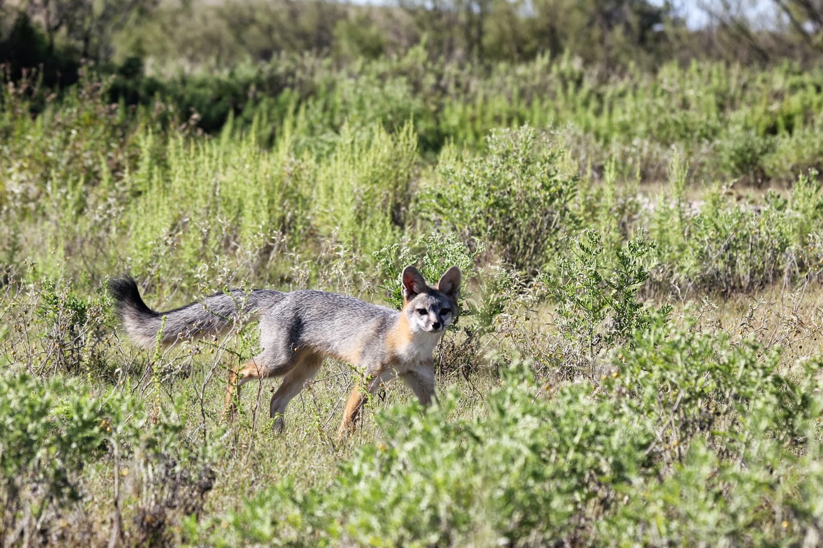 Big Bend - Texas Nature: fox-a-day #7