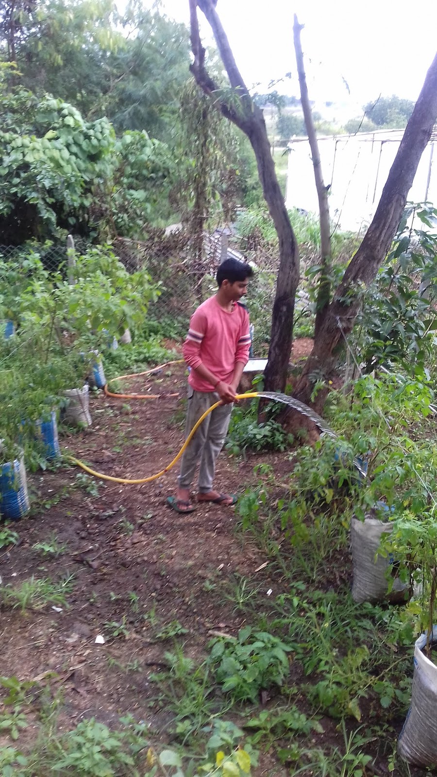 VERTICAL BAG FARMING :- AGRICULTURE