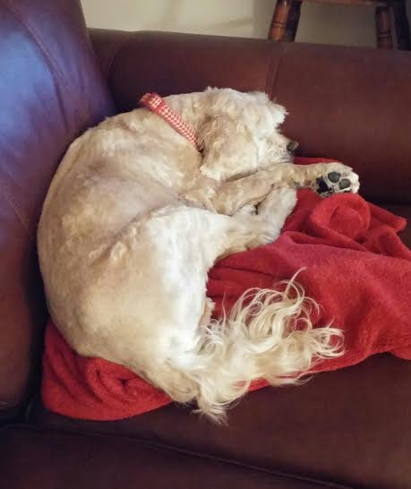 The Daily Bone: What's Wrong With Joey Dog?