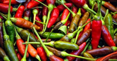 Herbal Plant News: Siling Labuyo - Capsicum Frutescens