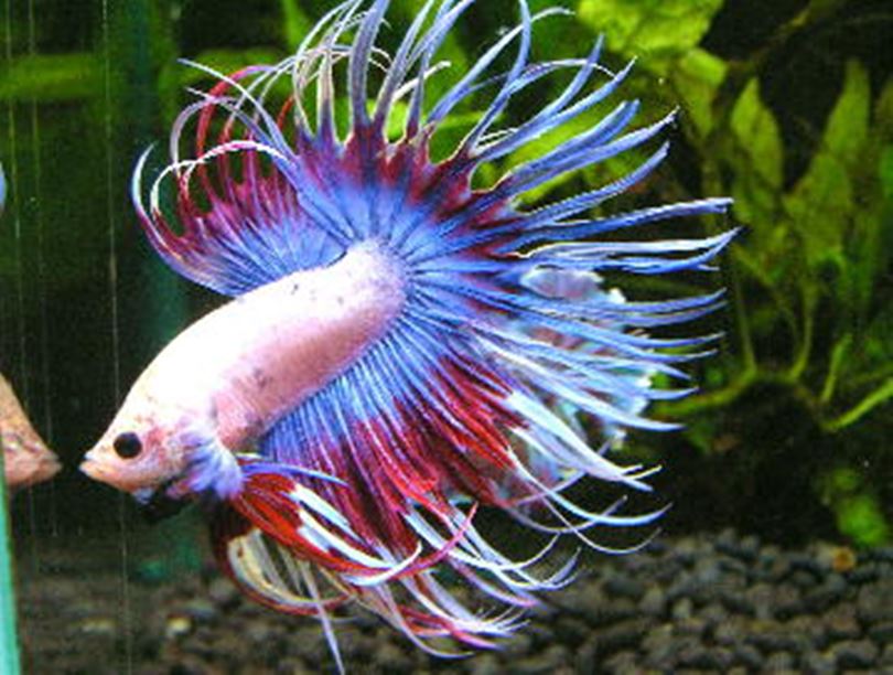 Sejarah Cupang Hias Indonesia - Ikan Cupang