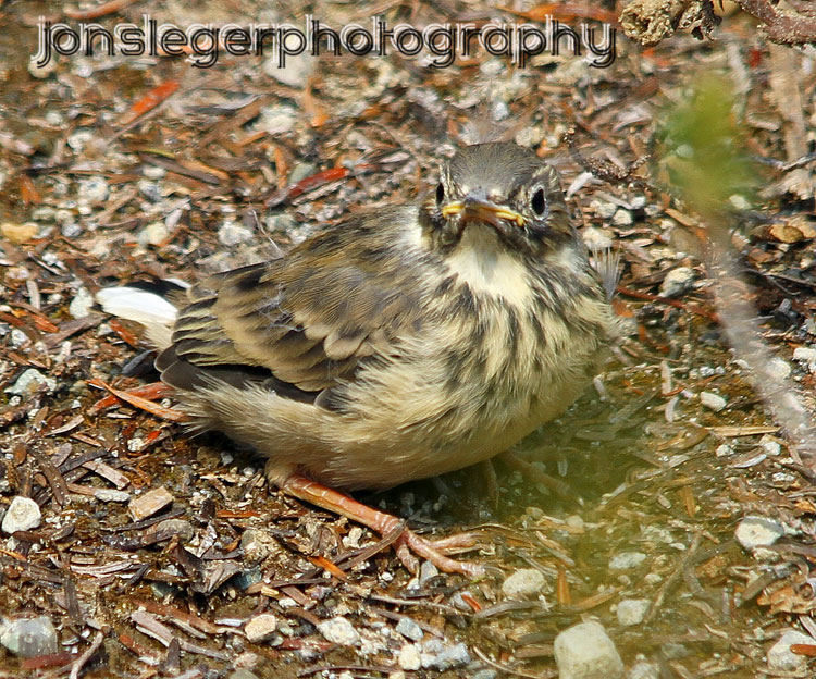 Northern Illinois Birder: American Pipit, Mt. Baker Wilderness, WA