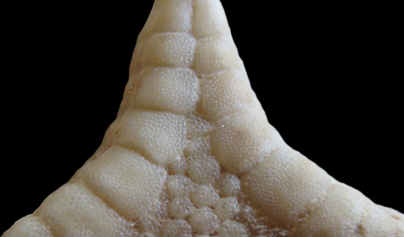 The Echinoblog: Five Highlights from my NEW paper about the genus ...