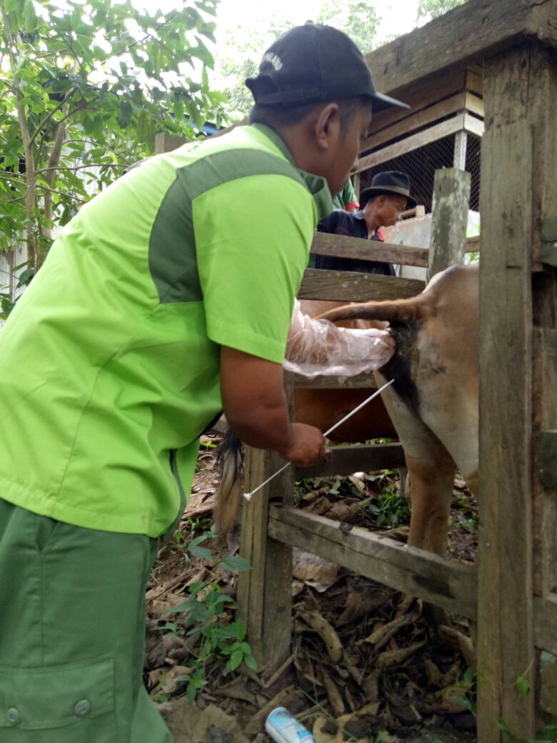 Cara Melakukan IB Pada Sapi - Agriter Berau