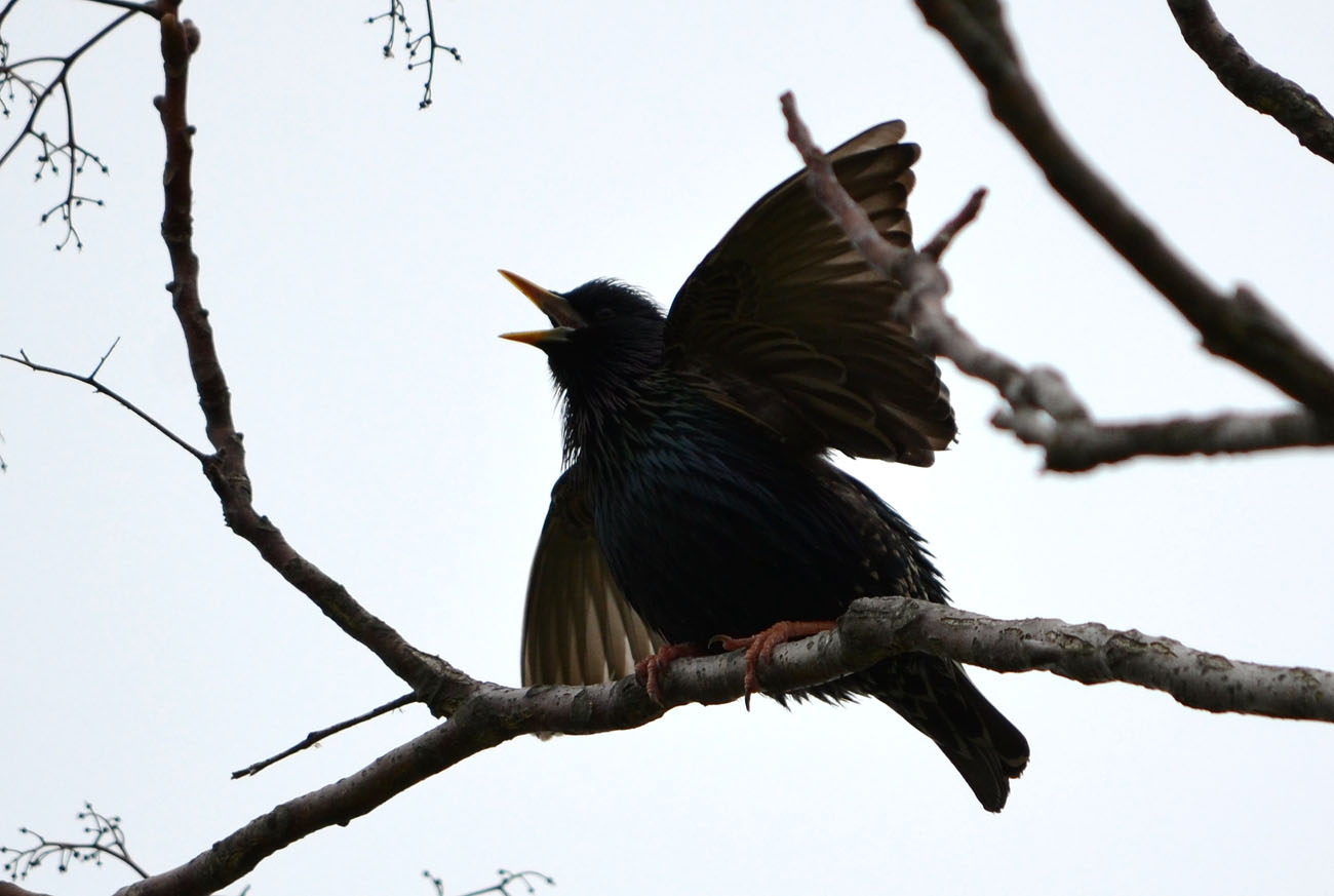 Woods Walks and Wildlife: May 2014