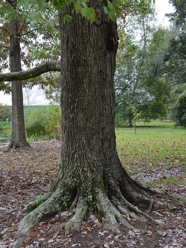 Trees Planet: Acer rubrum – Red Maple