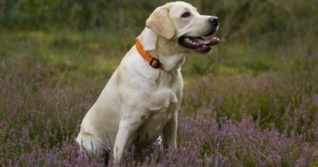 Fiksi dan Realitas: Perbedaan Antara anjing Labrador dan Golden Retriever