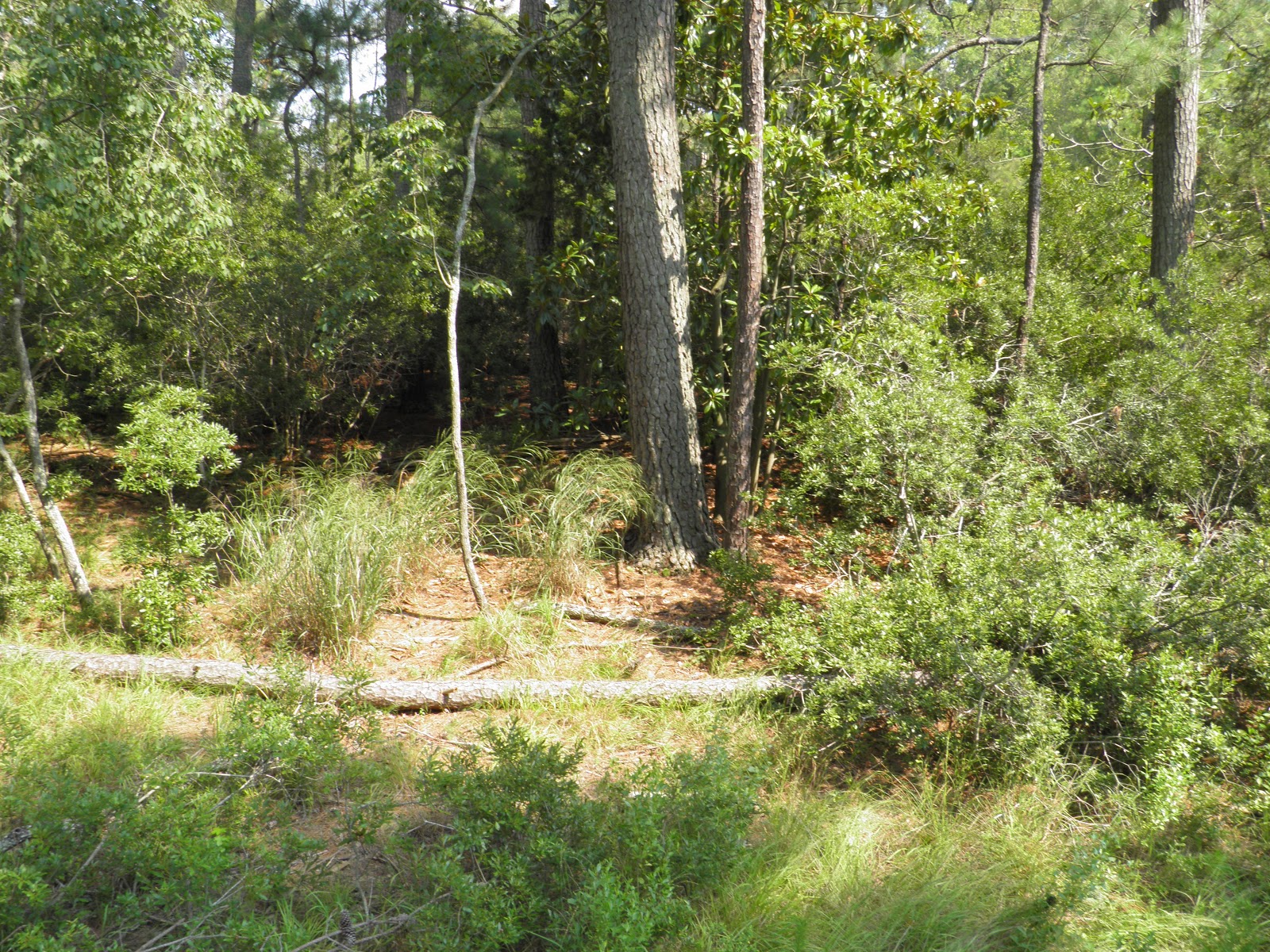 Humid Subtropical Plants