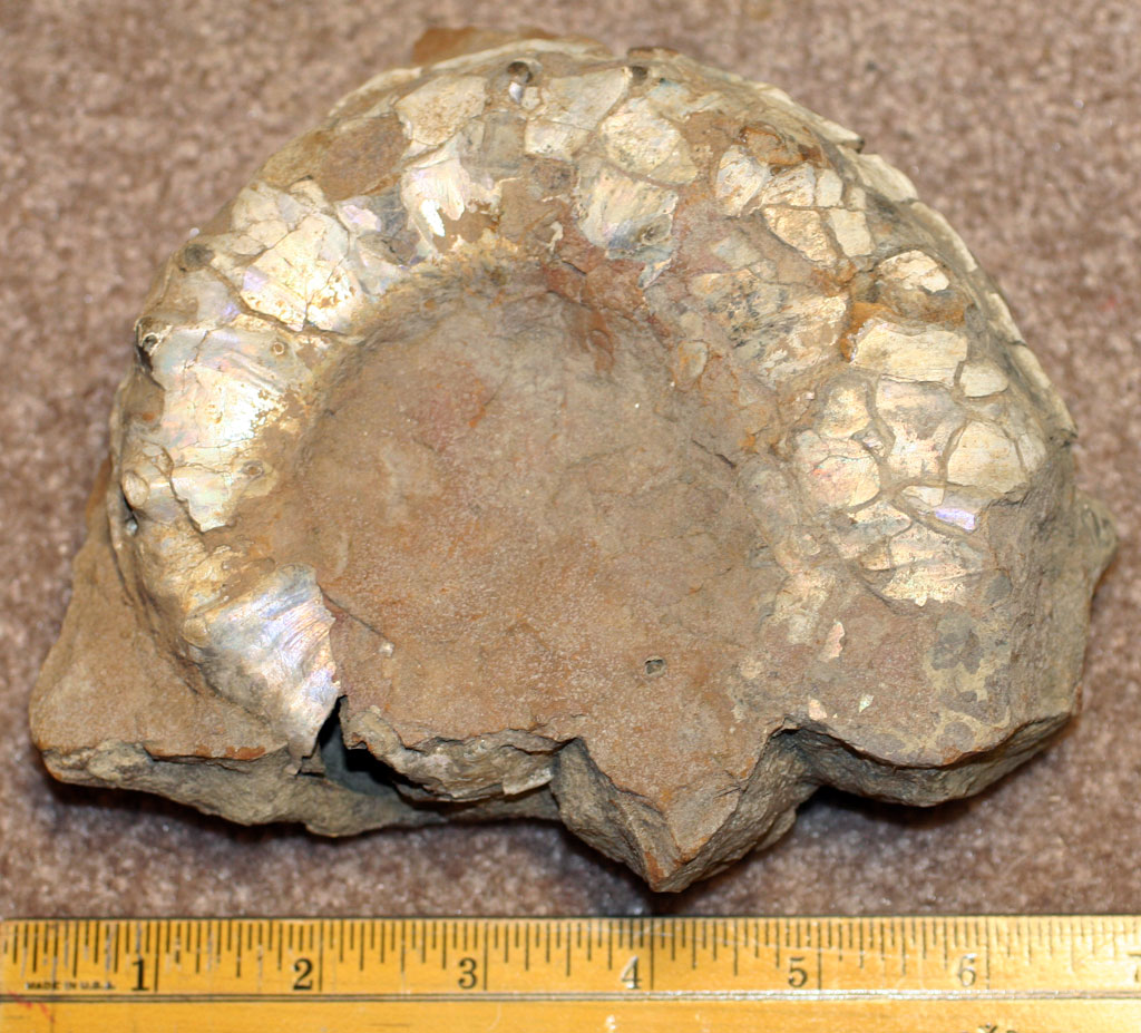 Louisville Fossils and Beyond: Apr 10, 2011