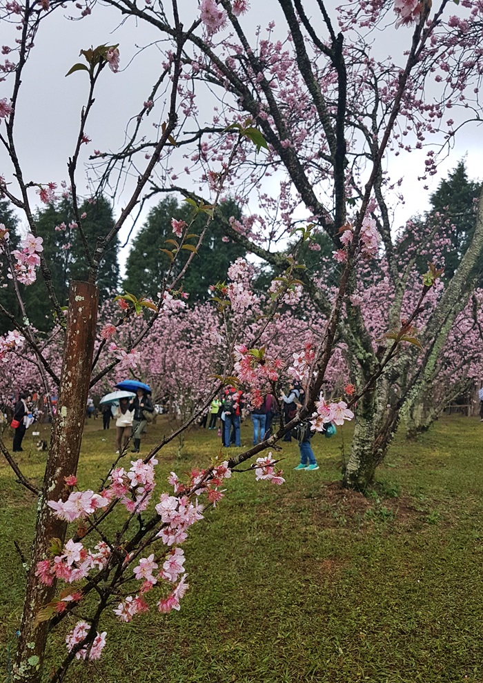 Festa das Cerejeiras no Parque do Carmo em São Paulo