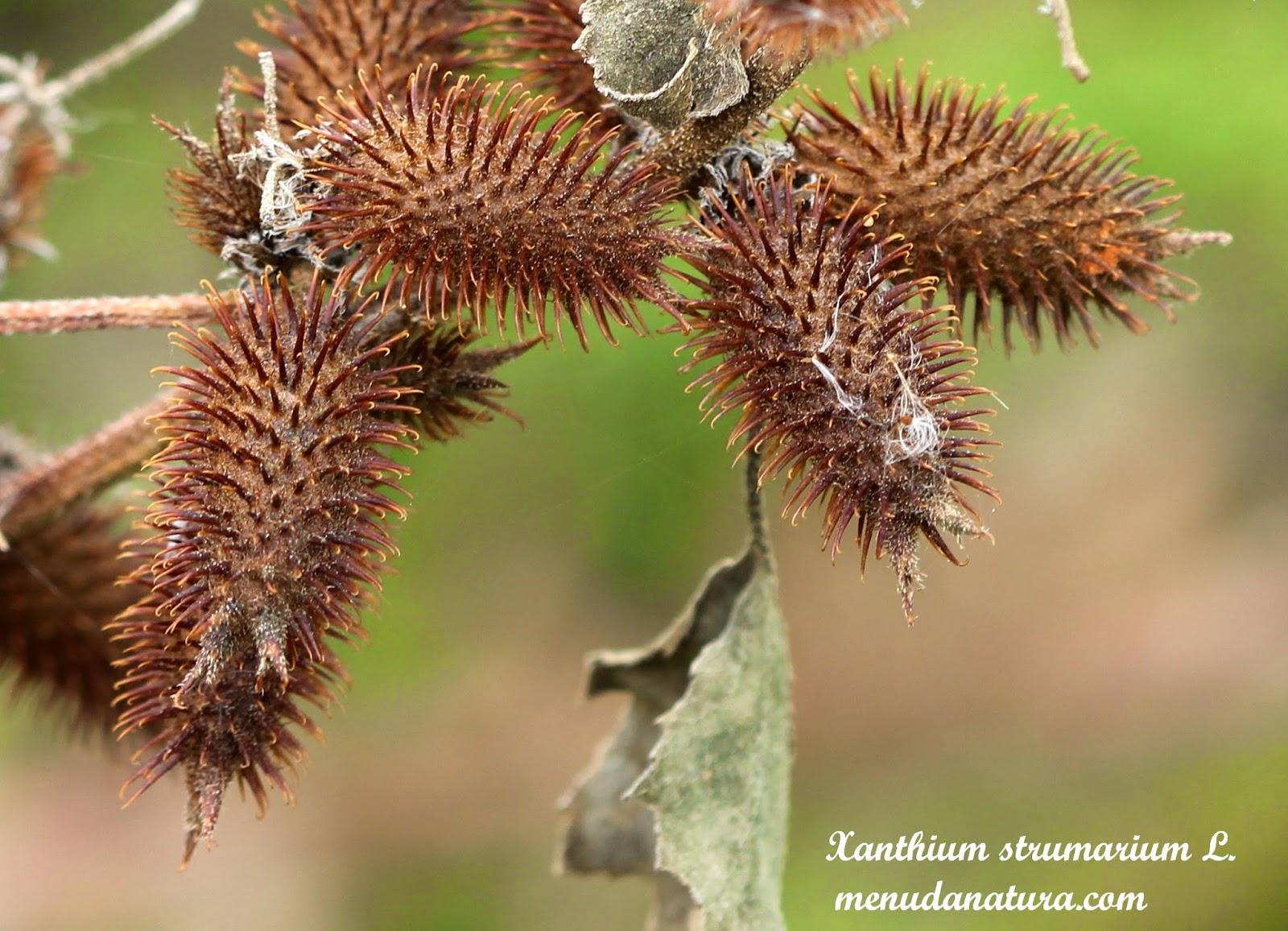 Menuda Natura: Xanthium strumarium L.