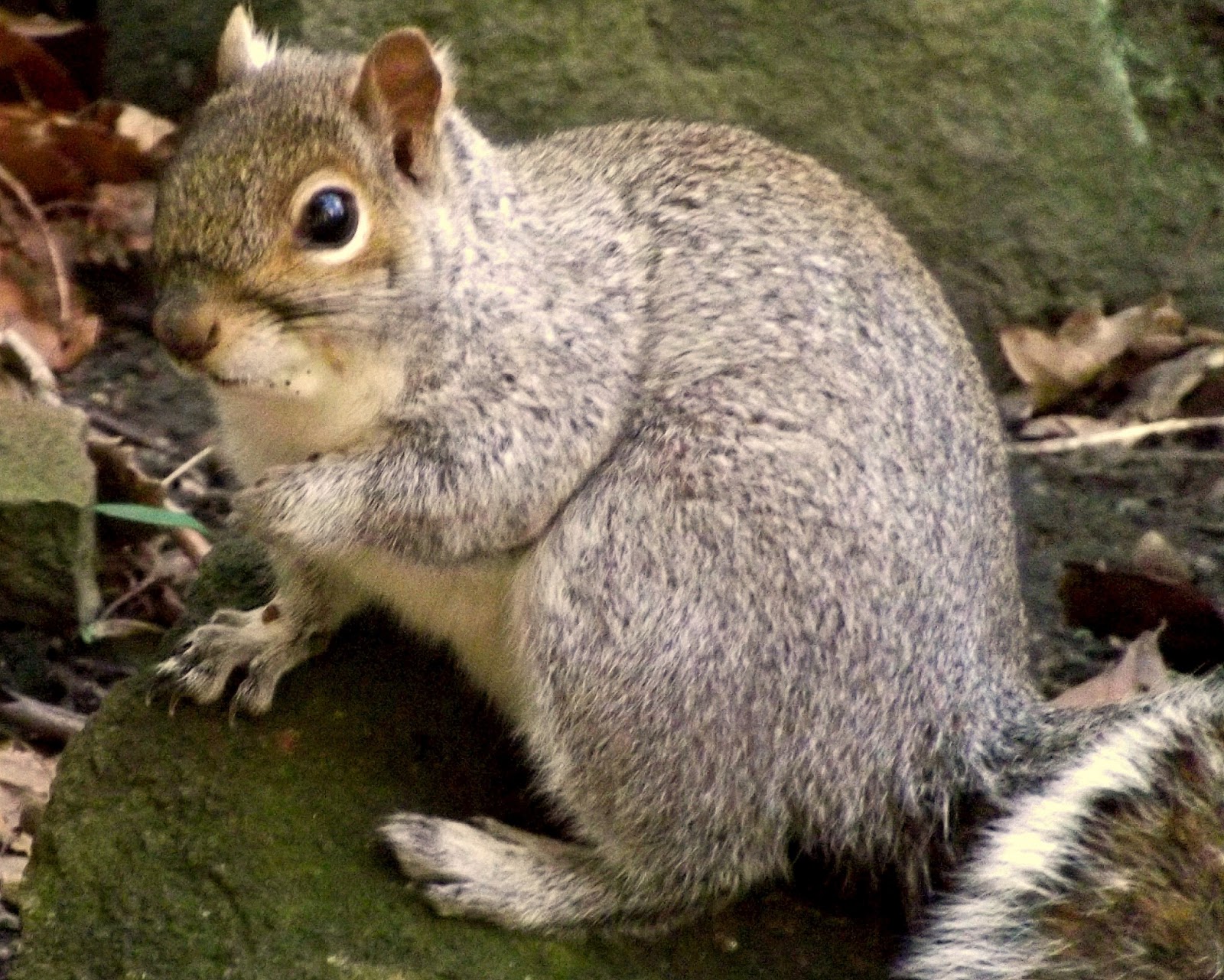Utterly Shutterly: Squirrel, back garden, 29.04.13