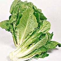 Flora de Puerto Rico Ilustrada Papo Vives: ASTERACEAE LACTUCA SATIVA ...