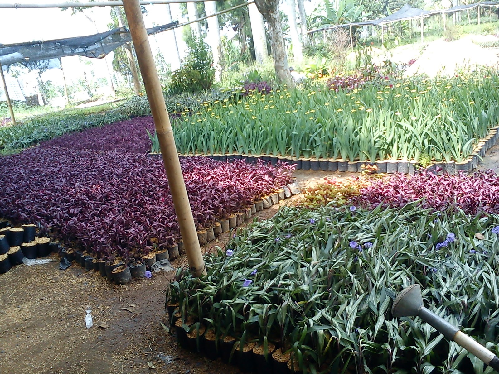 deny flora: menjual jenis-jenis tanaman hias