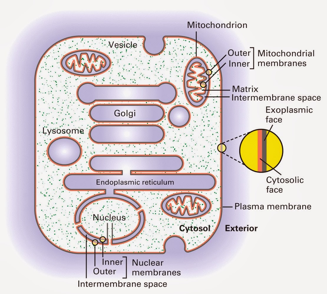 Propanona: Estructura de las membranas biológicas.