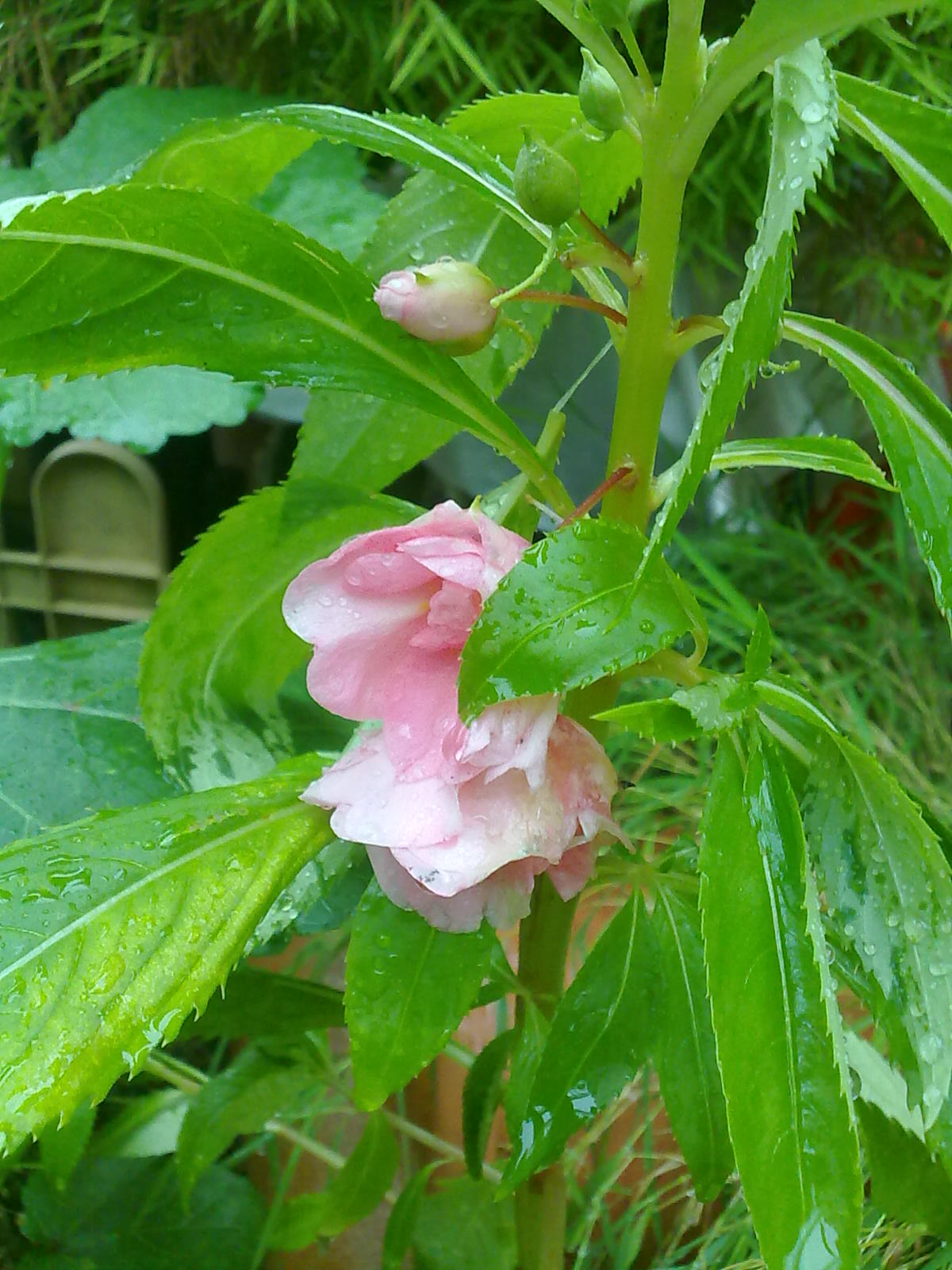 Manfaatkan masa menghasilkan kemanfaatan: Keembong