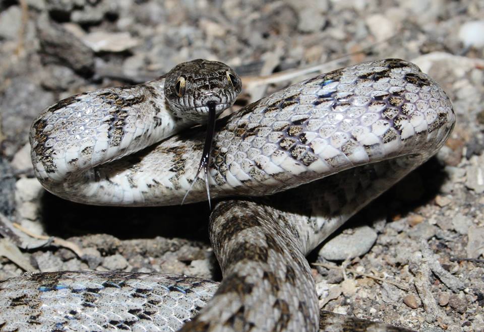 Ερπετά και αμφίβια της Κύπρου - Reptiles and amphibians of Cyprus by ...