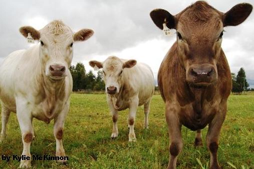 Mabelie Square Meaters Cattle Stud: News