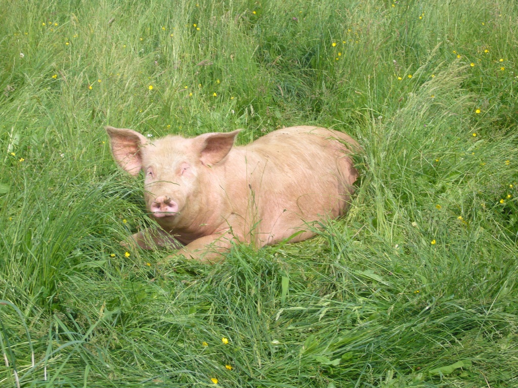 devenir paysan, c'est plaisant