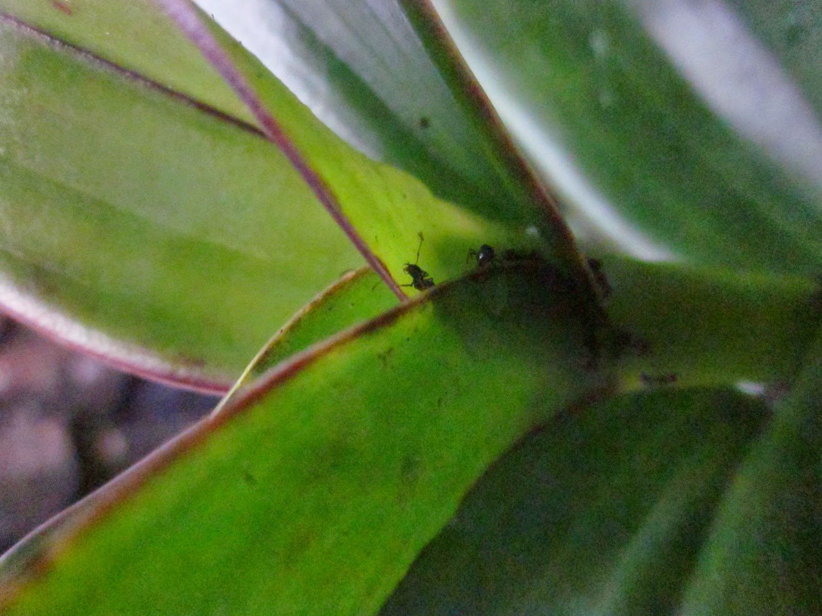 Anggrekku: Semut Hitam Pada Tunas dan Bakal Bunga Anggrek