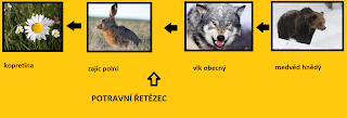 .: potravinový řetězec z projektu lesy mírného pásu