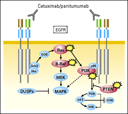 Cancer Biology: Panitumumab versus Cetuximab - Treatment in Metastatic ...