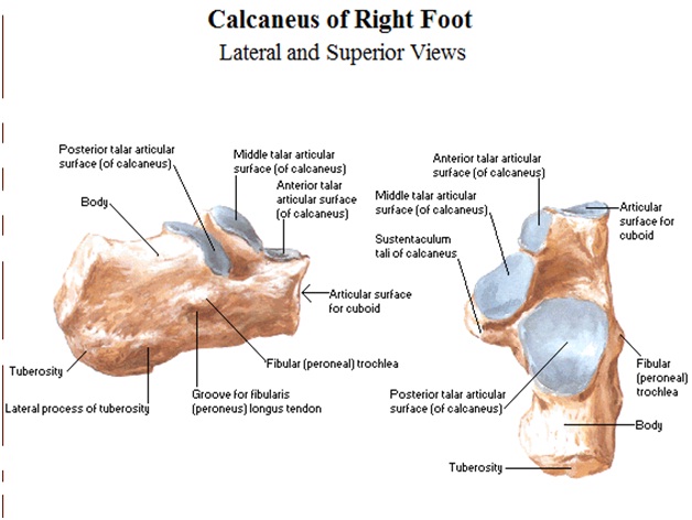 Teknik Radiograf: TEKNIK RADIOGRAFI CALCANEUS